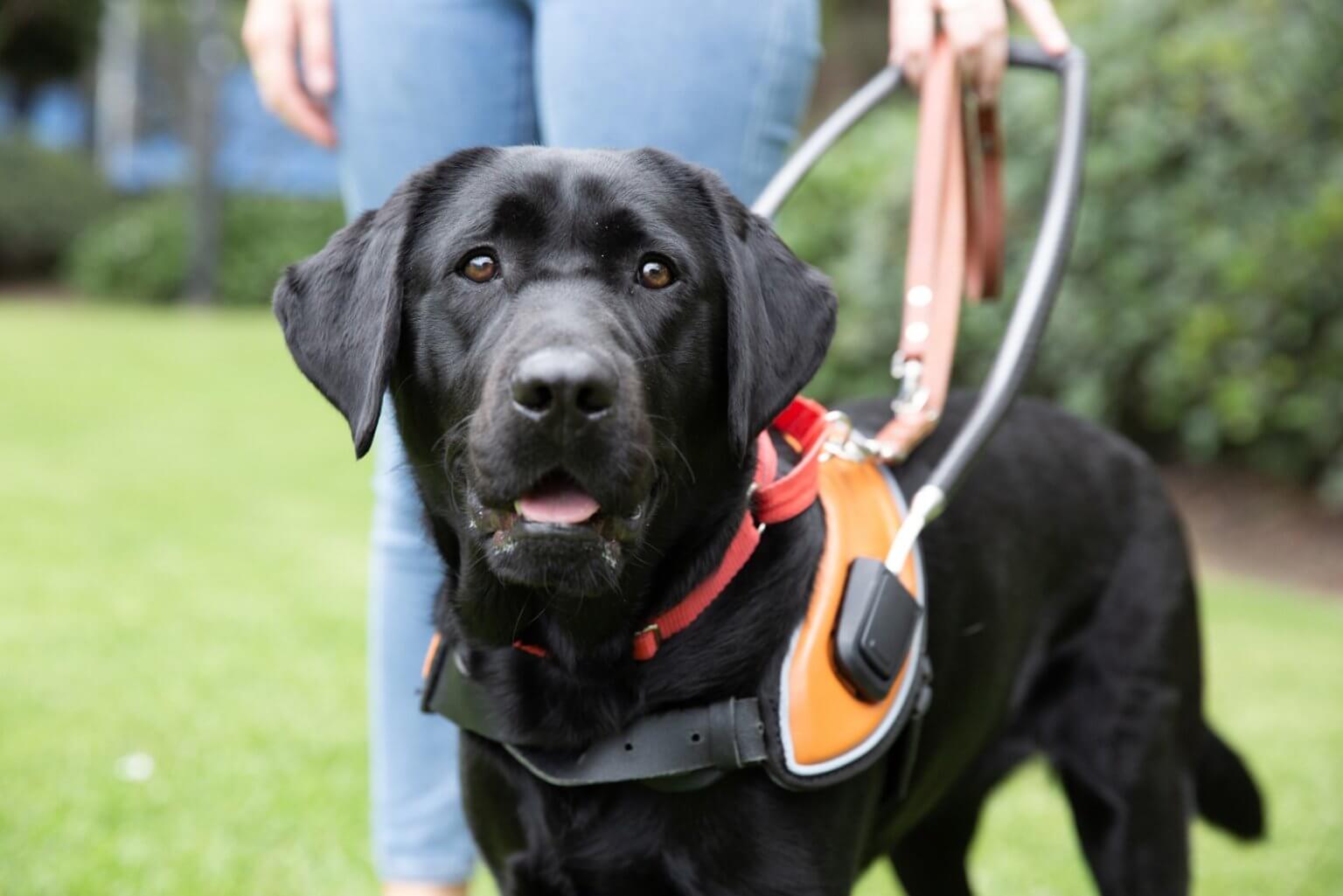 A new leash on life – Volunteering Queensland