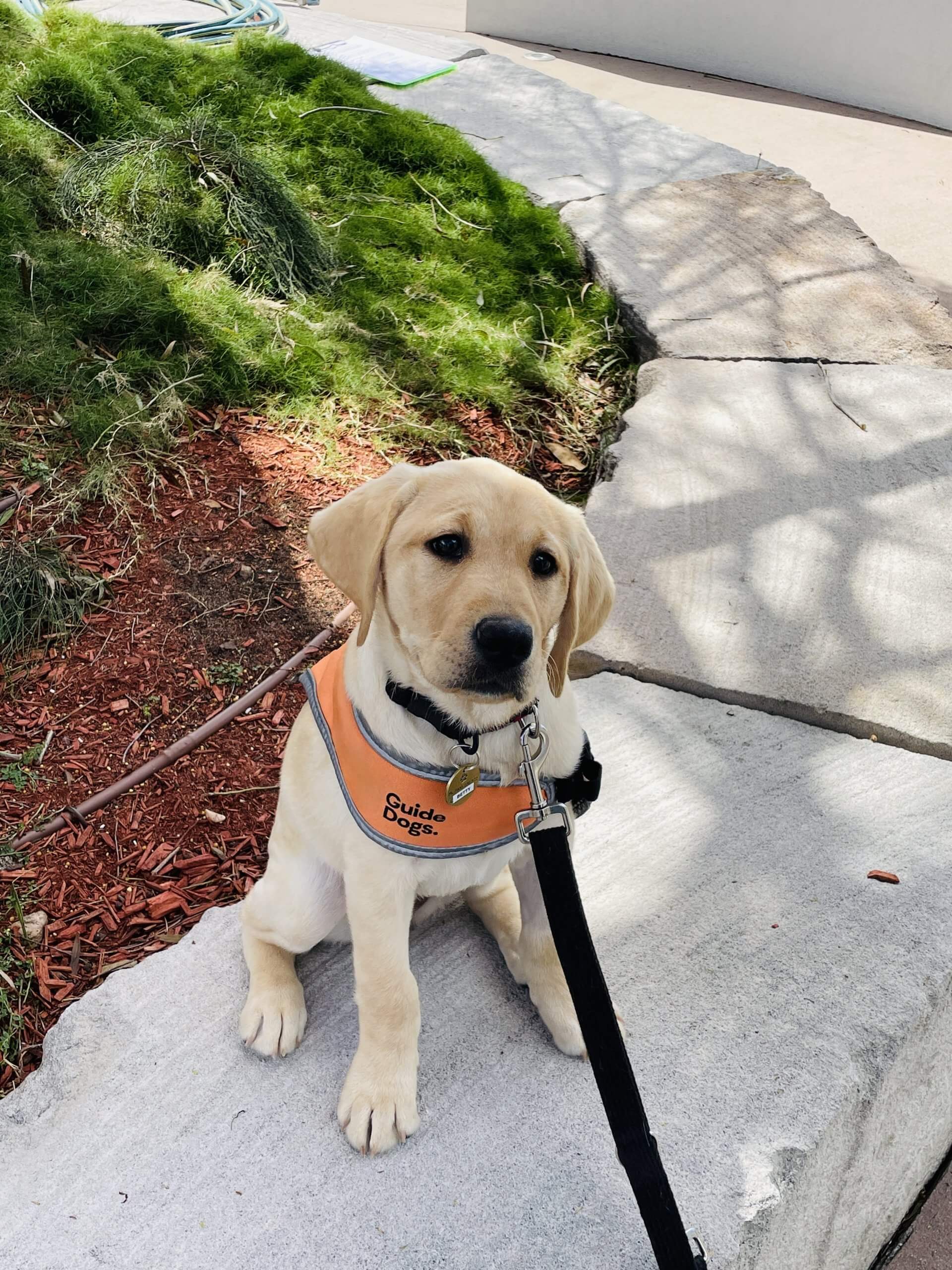 A new leash on life – Volunteering Queensland